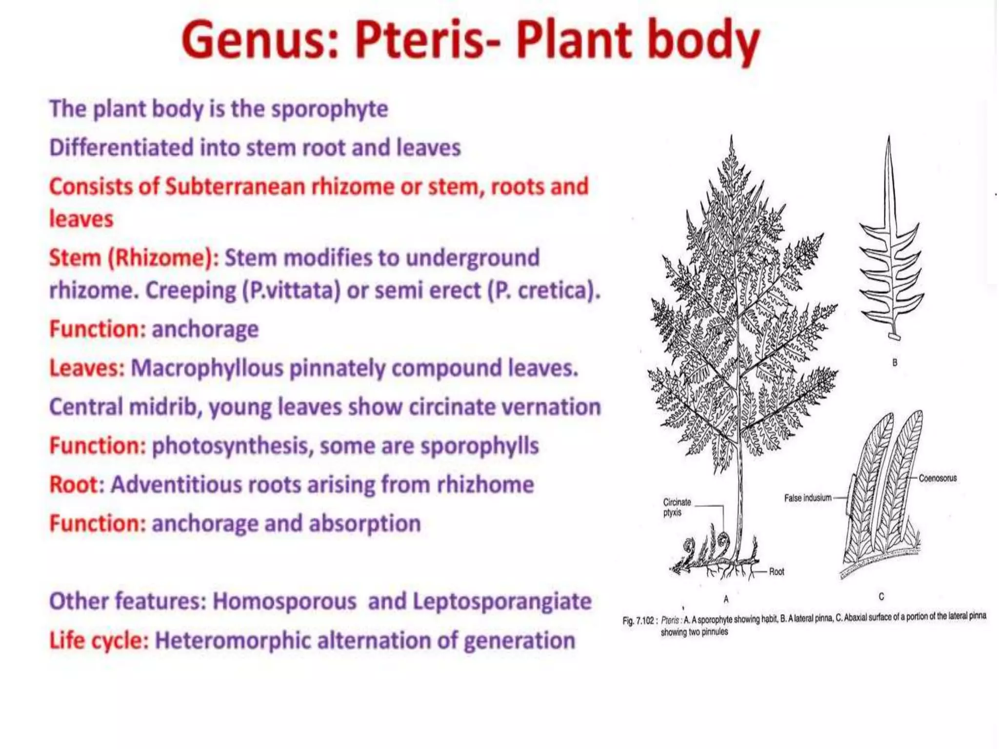 Pteris ppt | PPTX