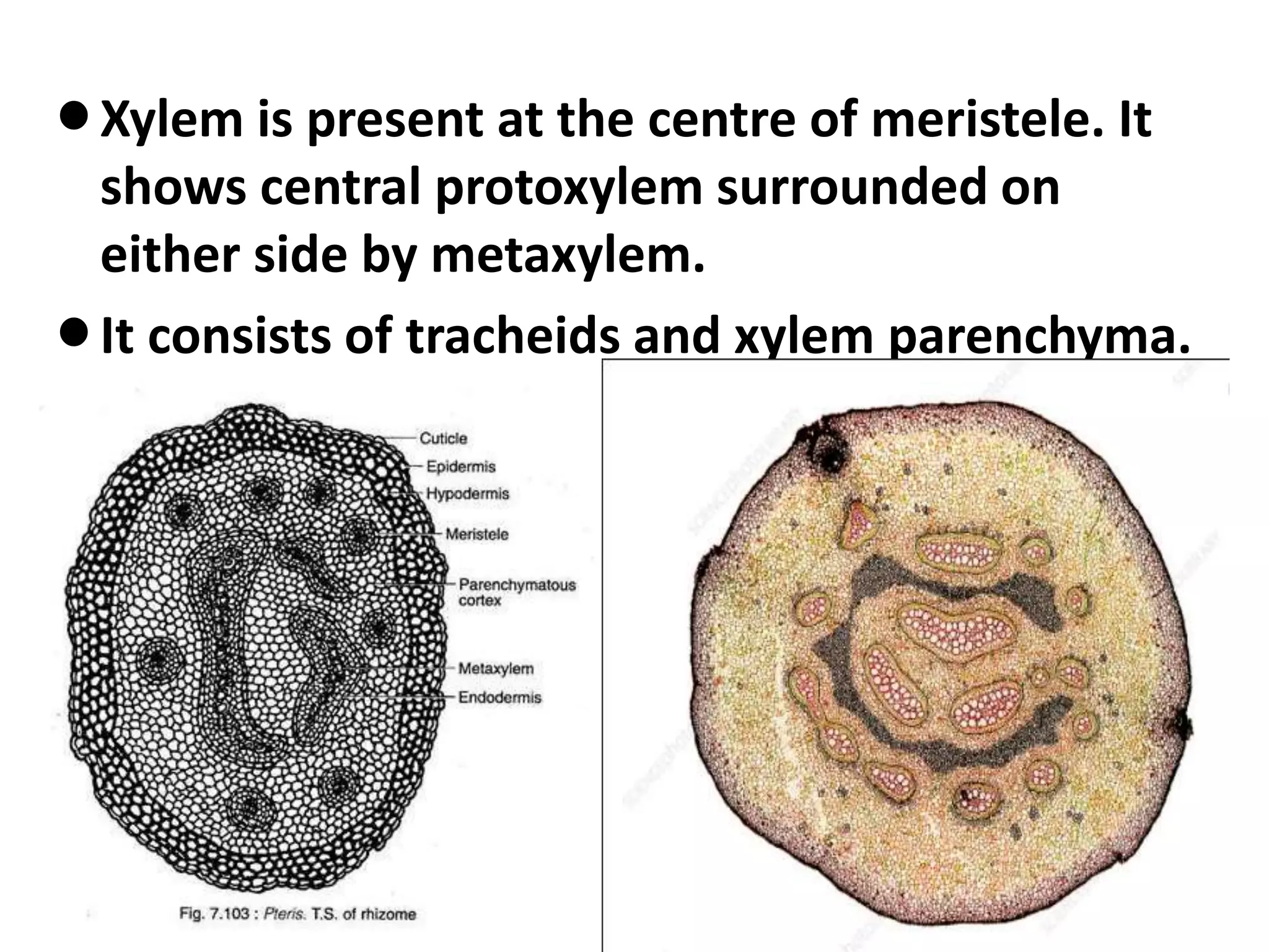 Pteris ppt | PPTX