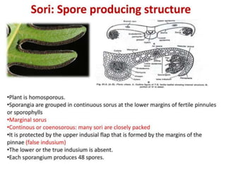 Pteris ppt | PPTX