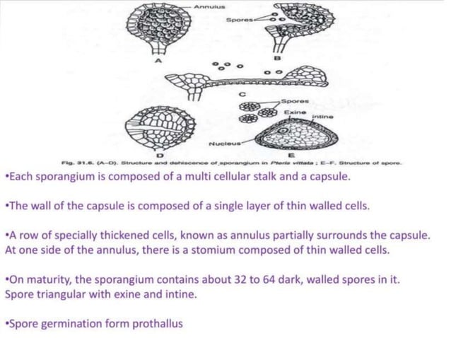 Pteris ppt | PPTX | Gardening | Home & Garden