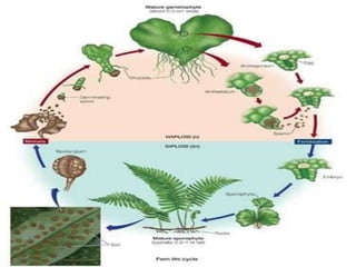 Pteris ppt | PPTX