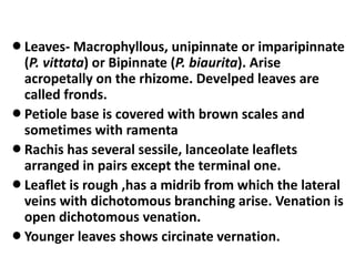 Pteris ppt | PPTX