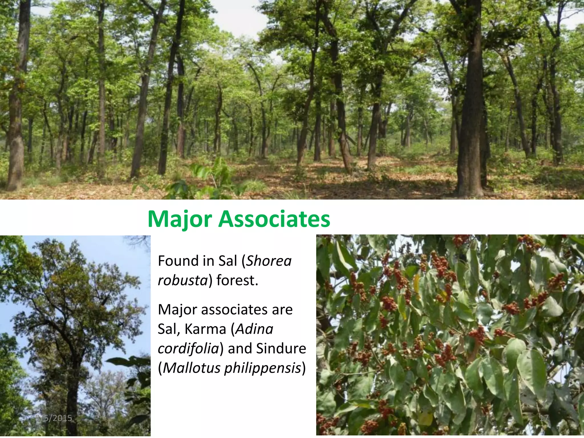 Pterocarpus marsupium Bijaya Sal (Kino tree) conservation triggered ...