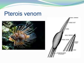 Poison fish pterois | PPTX
