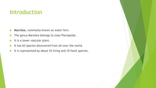 Pteropsida Genus Marsilea | PPT