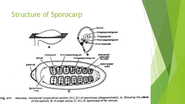 Pteropsida Genus Marsilea