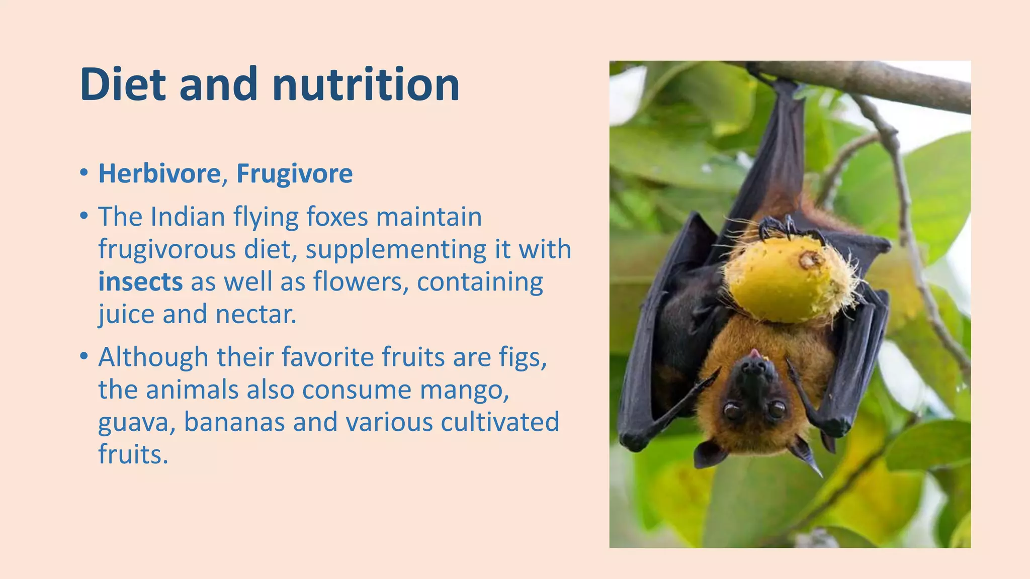 Pteropus - fruit eating bat | PPTX