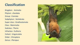 Pteropus - fruit eating bat | PPTX