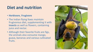 Pteropus - fruit eating bat | PPTX
