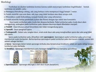 PTERYDOPHYTA.pptx