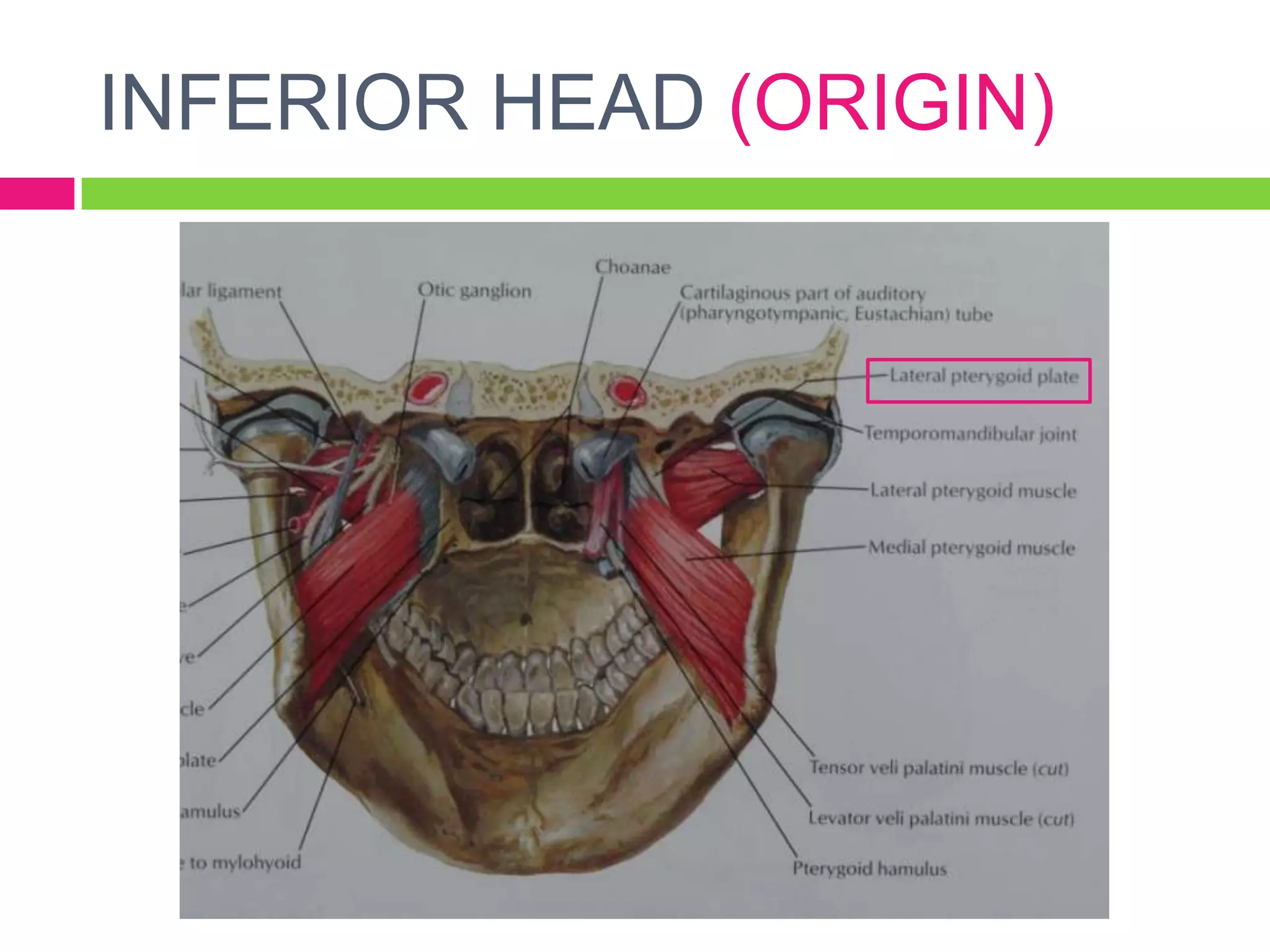 Pterygoid muscles | PPT