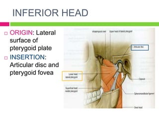 Pterygoid muscles | PPT