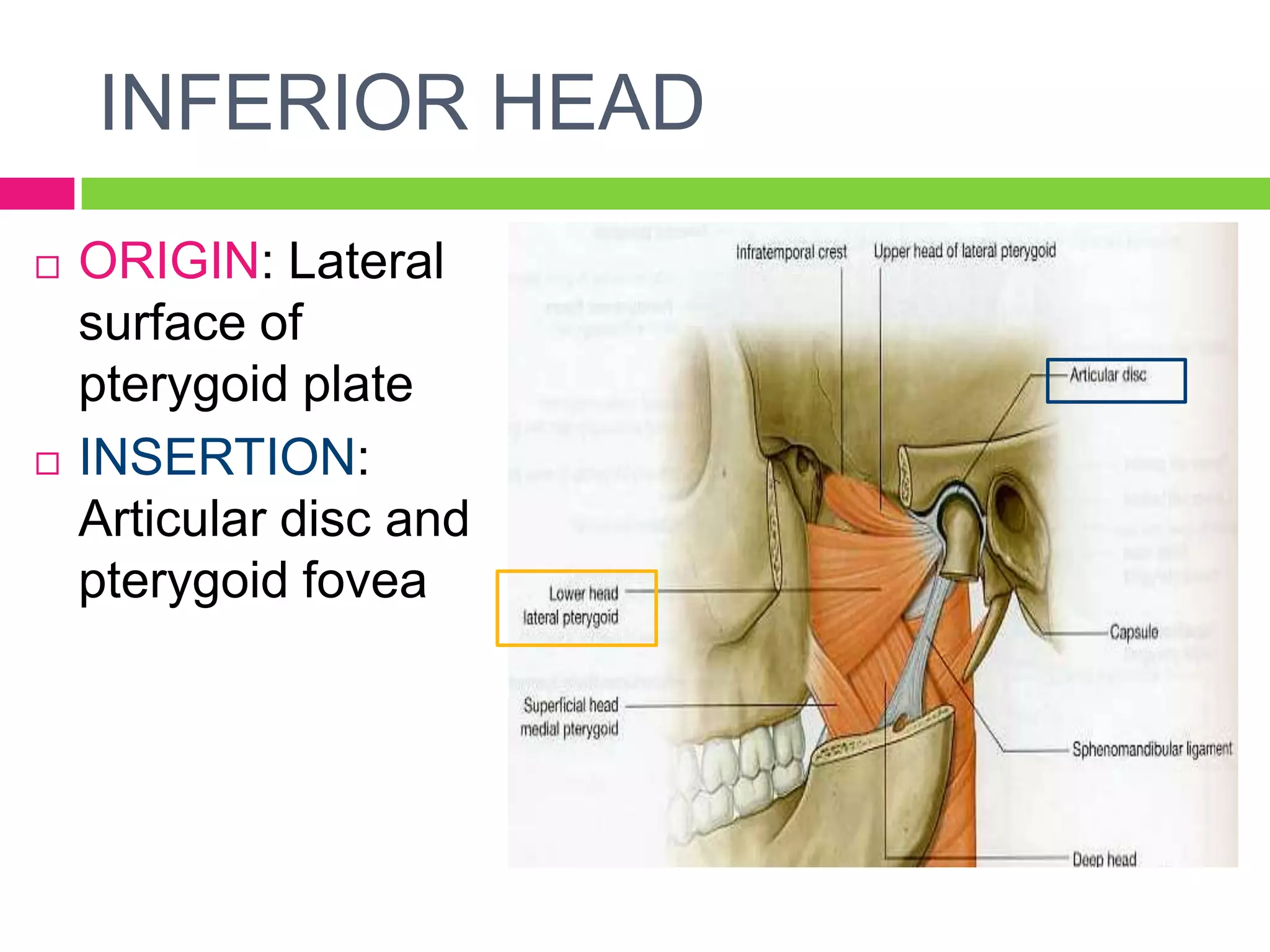 Pterygoid muscles | PPT