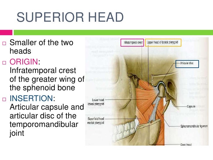 Pterygoid muscles