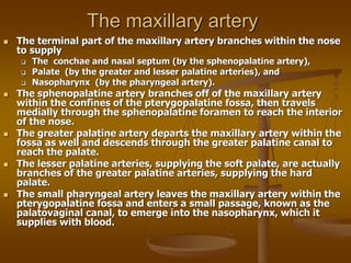 pterygopalatinefossa anatomy | PDF