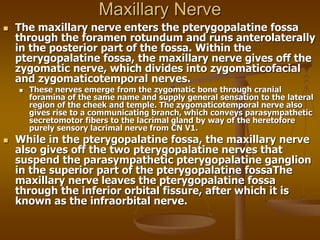 pterygopalatinefossa anatomy | PDF