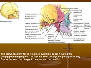 pterygopalatinefossa anatomy | PDF