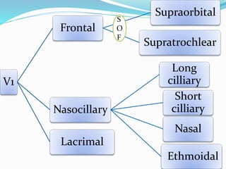 Pterygopalatine fossa | PPTX