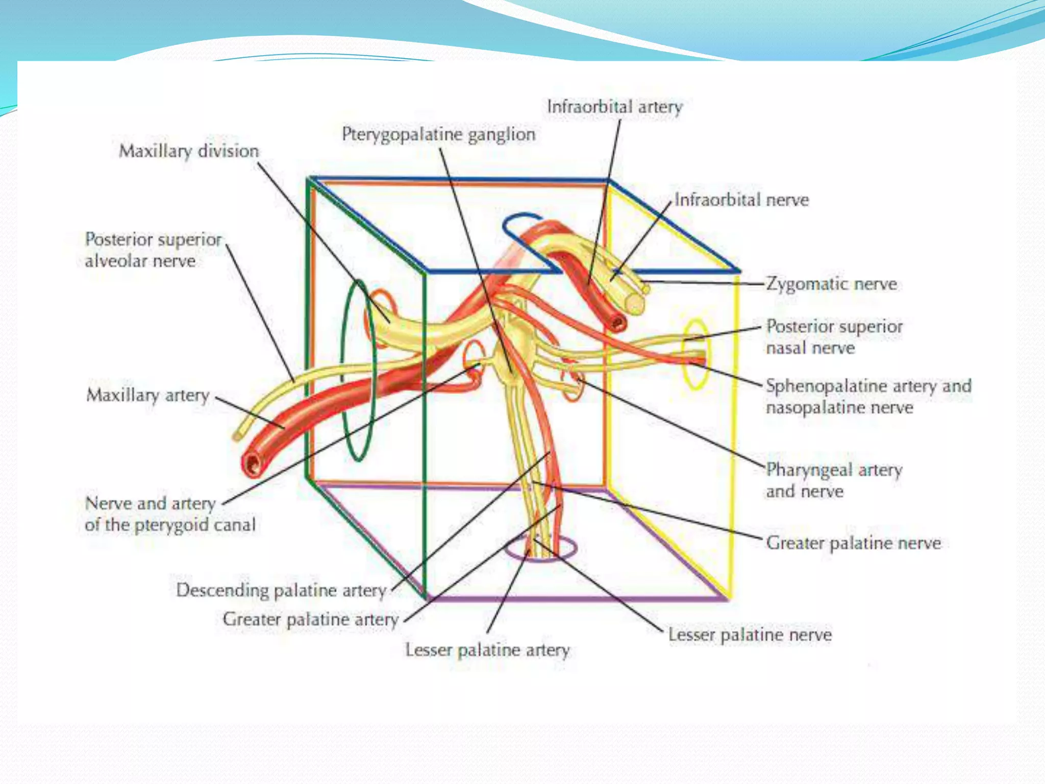 Pterygopalatine fossa.pptx