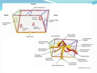 Pterygopalatine Fossa Diagram