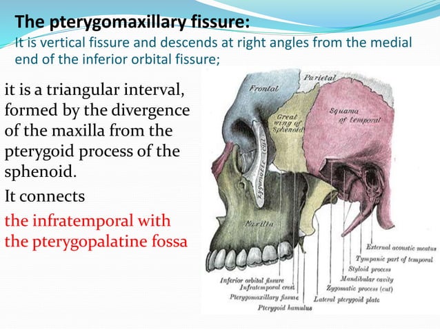 Pterygopalatine fossa.pptx