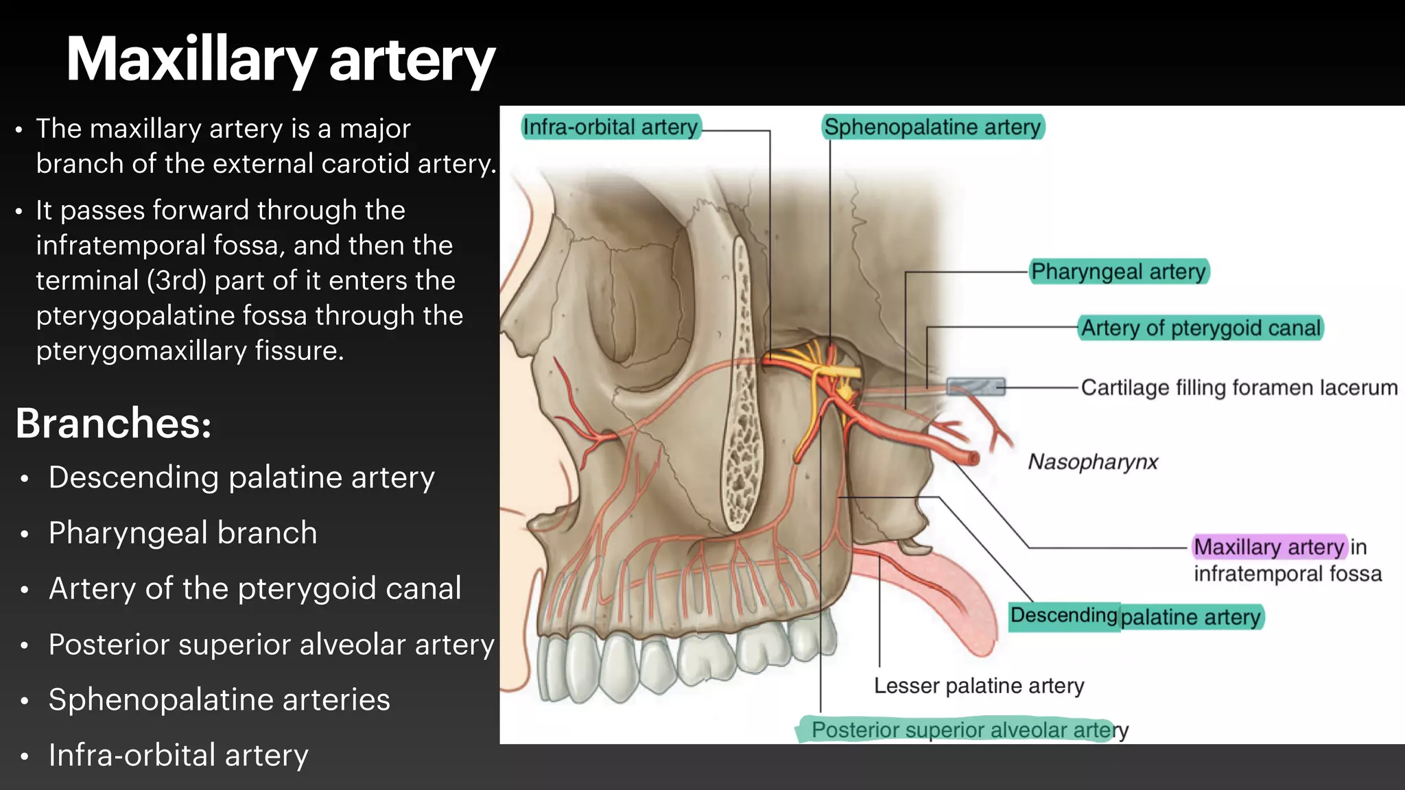 Pterygopalatine Fossa.pdf