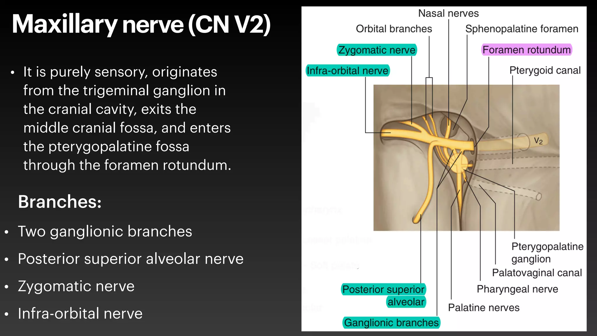 Pterygopalatine Fossa.pdf