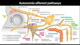 Pterygopalatine Fossa.pdf