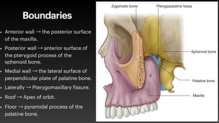Pterygopalatine Fossa.pdf