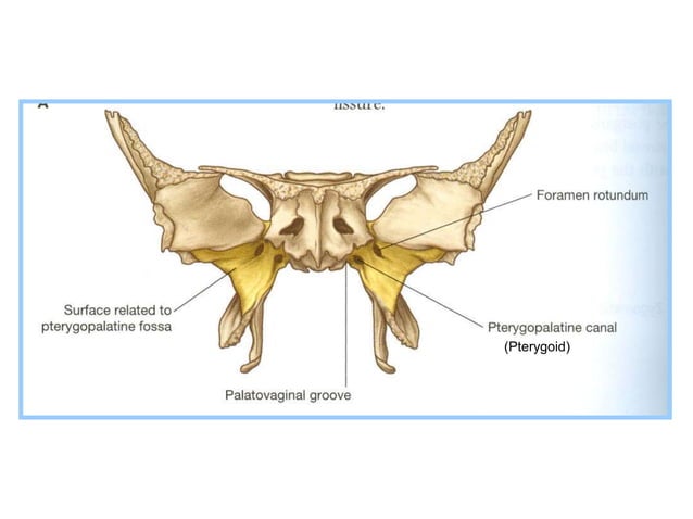Pterygopalatine fossa.ppt