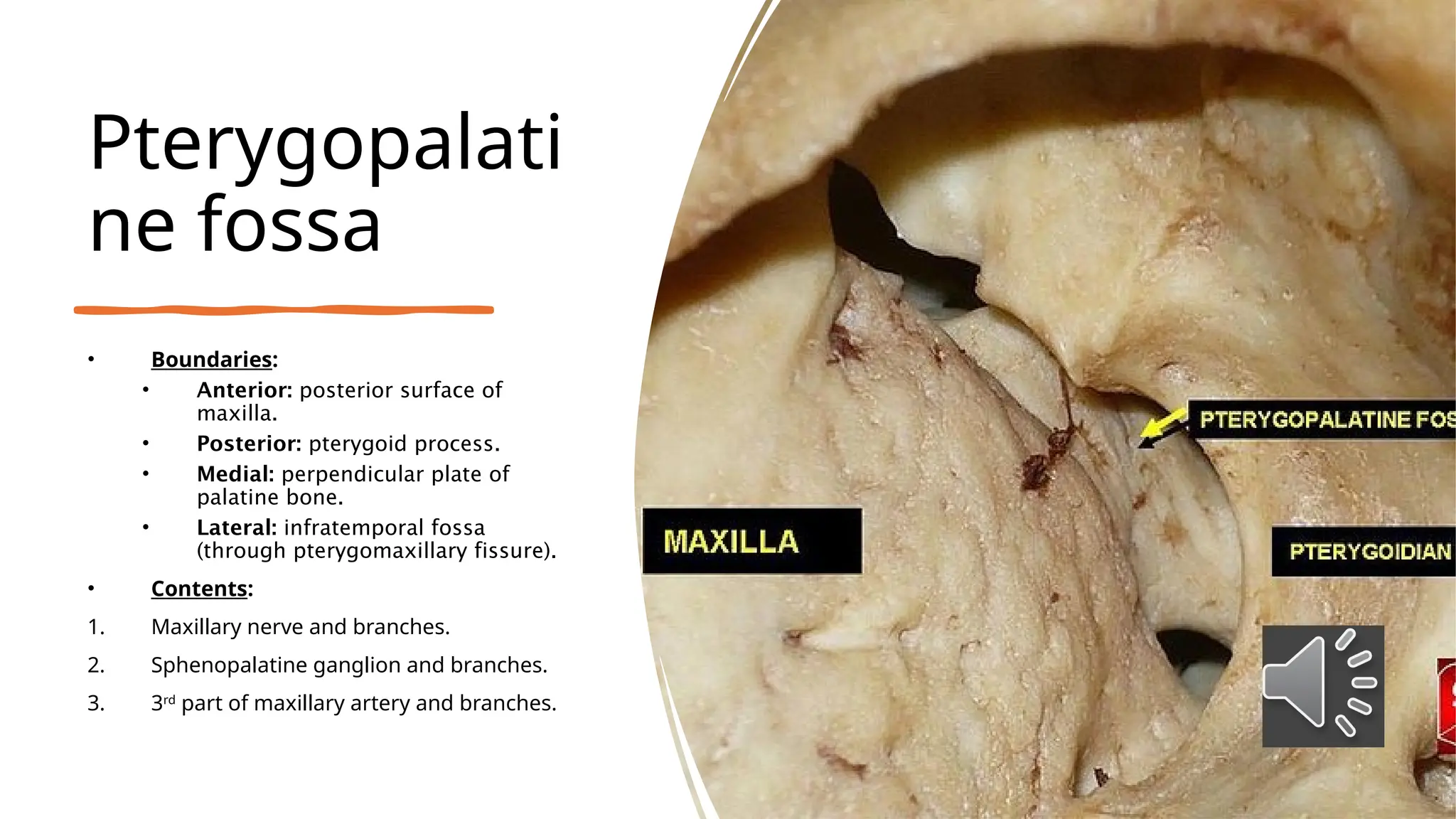 PTERYGOPALATINE FOSSA Anatomy of Head and Neck | PPSX