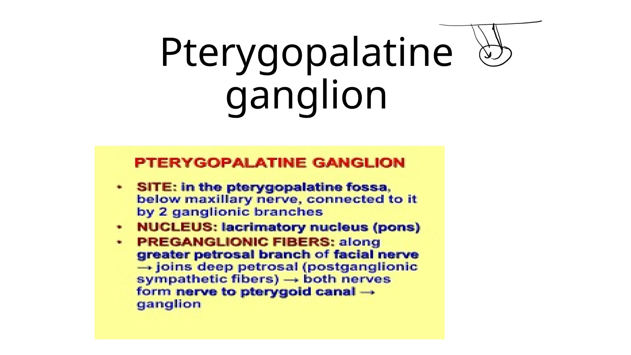 PTERYGOPALATINE FOSSA Anatomy of Head and Neck | PPSX