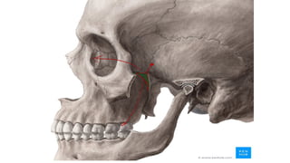 PTERYGOPALATINE FOSSA Anatomy of Head and Neck | PPSX