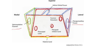 PTERYGOPALATINE FOSSA Anatomy of Head and Neck | PPSX