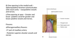 PTERYGOPALATINE FOSSA and maxillary nerve | PPTX