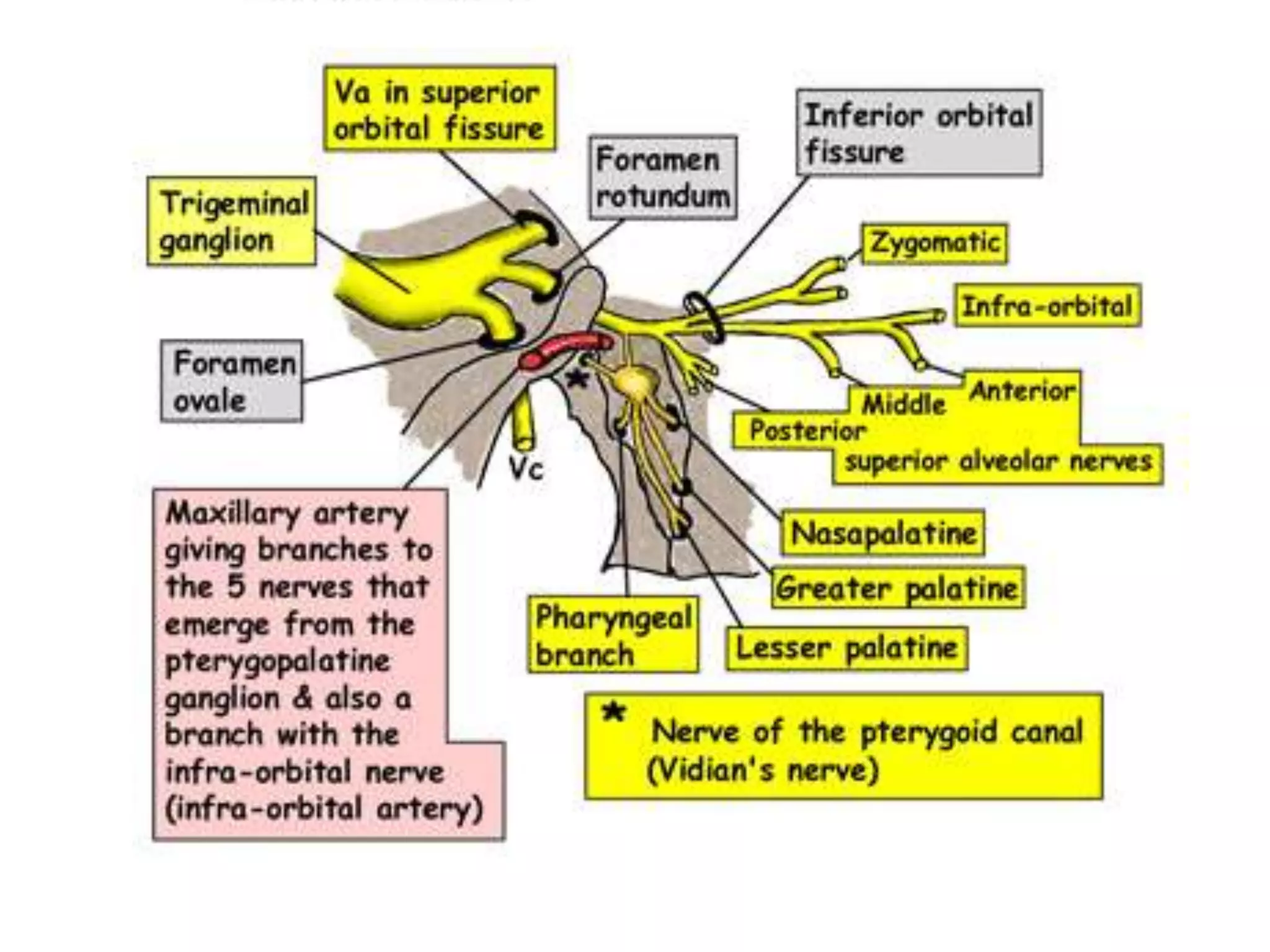 Pterygopalatine fossa and approaches by Dr.Ashwin Menon | PPTX