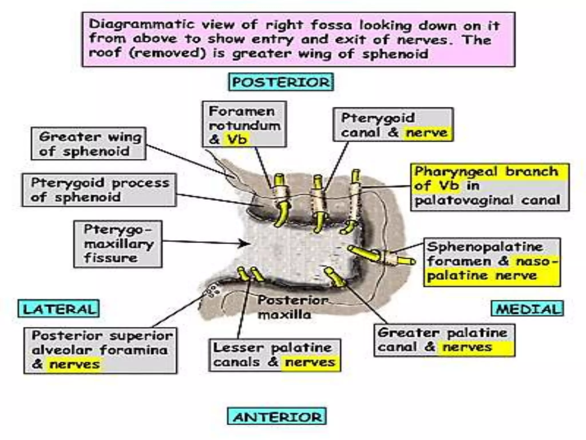 Pterygopalatine fossa and approaches by Dr.Ashwin Menon | PPTX