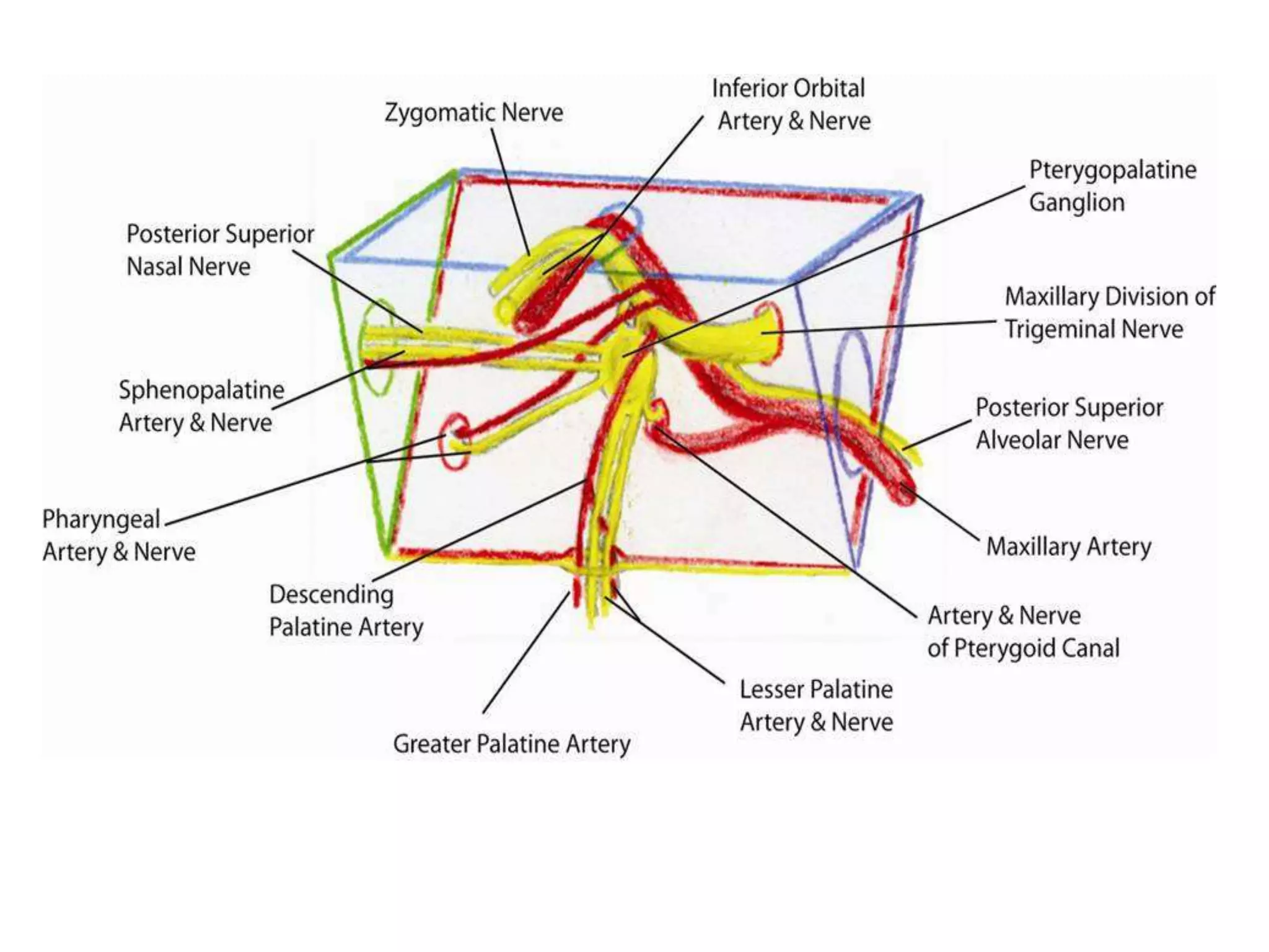Pterygopalatine fossa and approaches by Dr.Ashwin Menon | PPTX