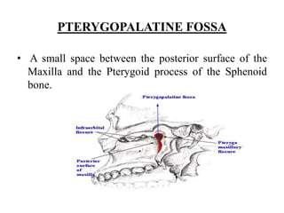 Pterygopalatine Fossa Diagram