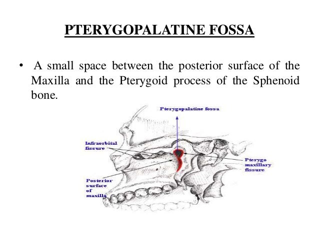Pterygopalatine fossa and approaches by Dr.Ashwin Menon