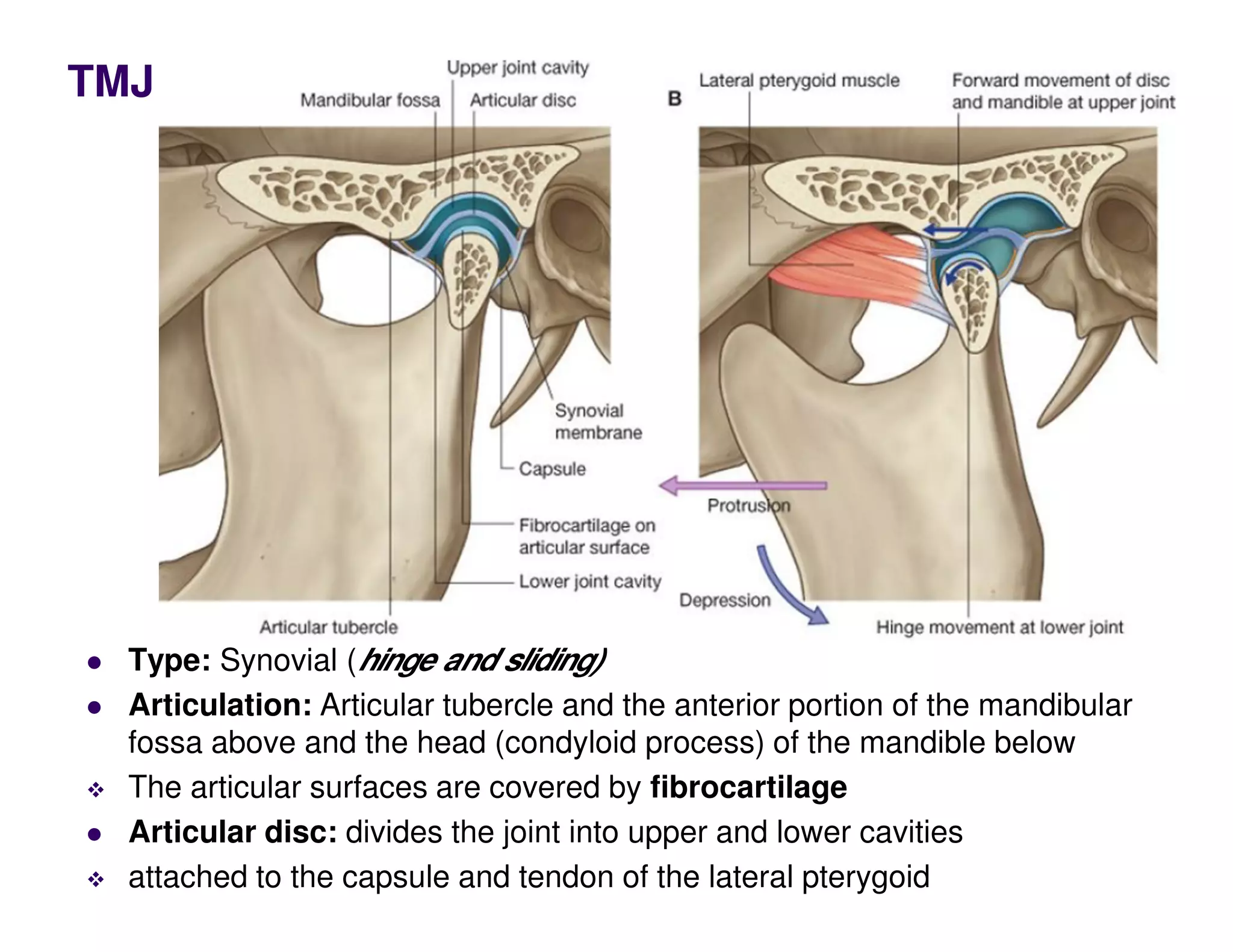 pterygopalatine_fosssa.pdf