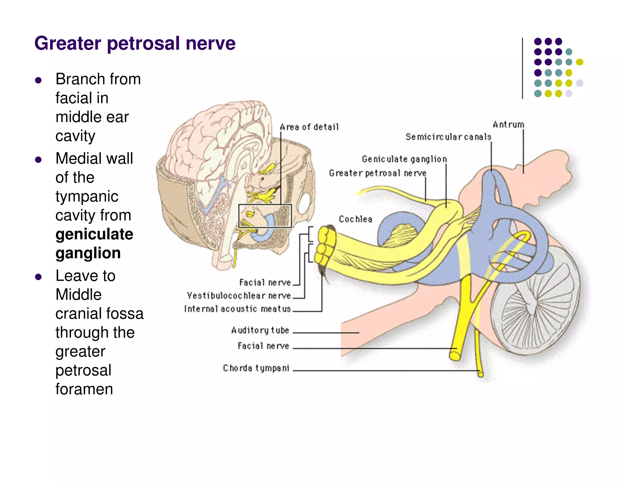 pterygopalatine_fosssa.pdf