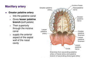 pterygopalatine_fosssa.pdf