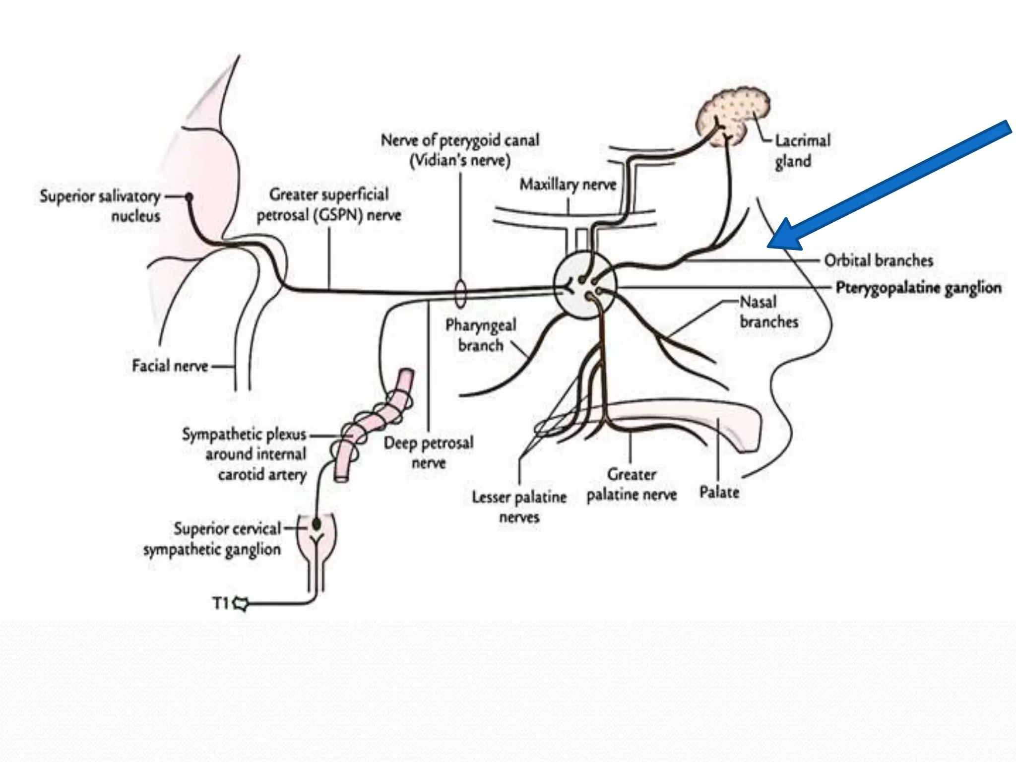 Pterygopalatine ganglion | PPTX