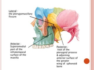 Pterygopalatine ganglion 1 | PPTX