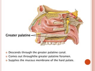 Pterygopalatine Ganglion Cadaver