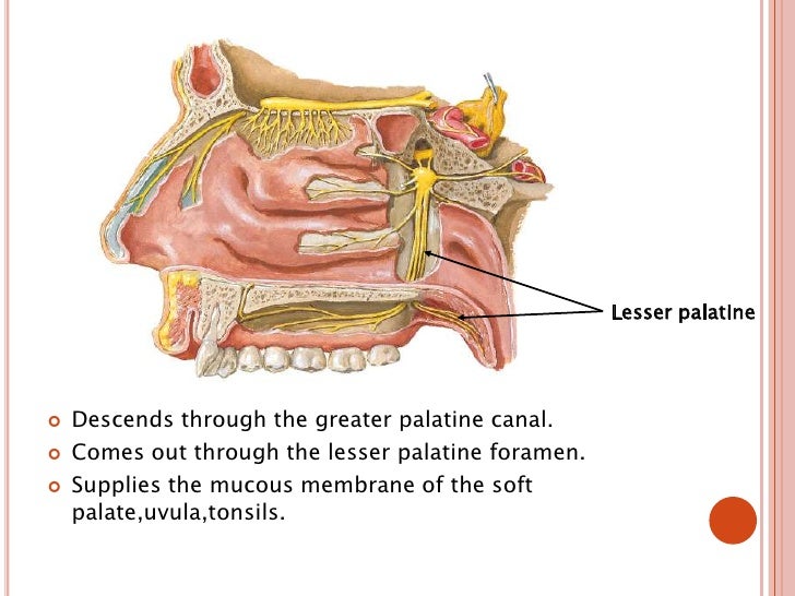 Pterygopalatine ganglion 1