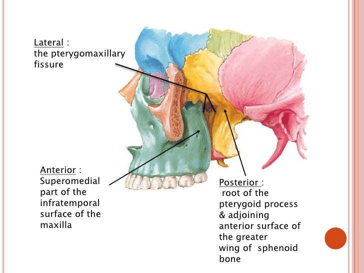 Pterygopalatine ganglion 1