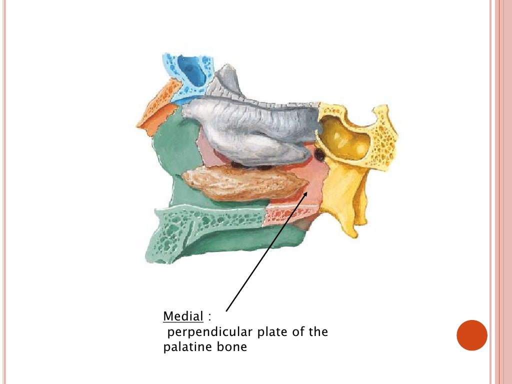 Pterygopalatine Ganglion Anatomy Location And Function