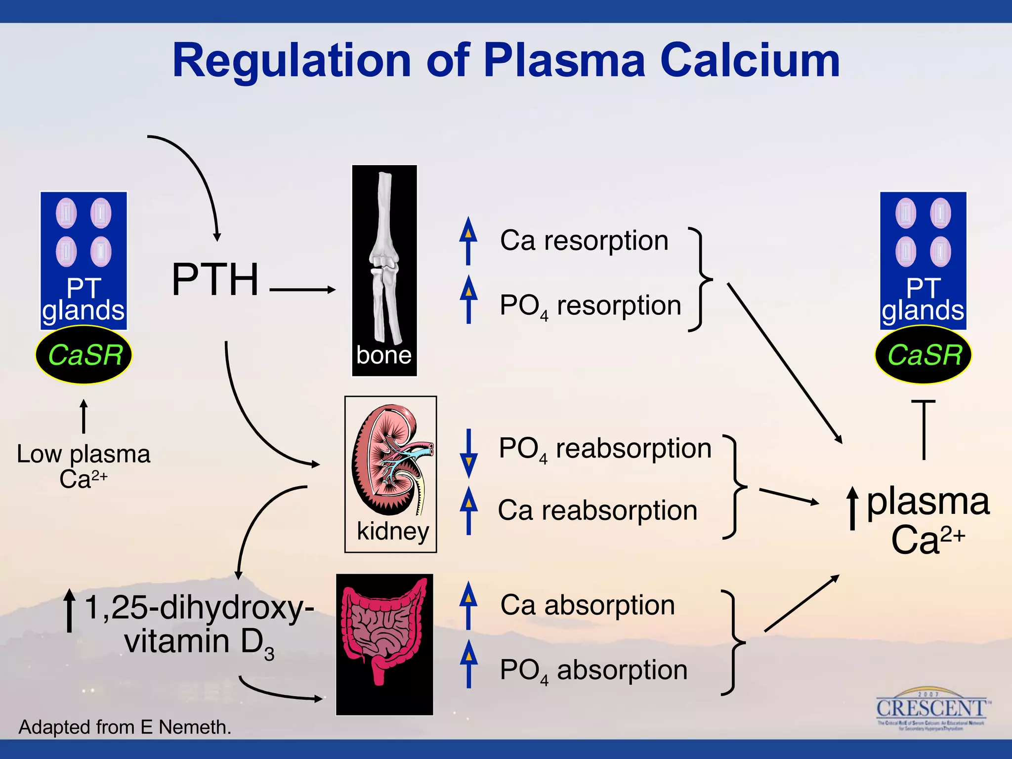 PTH - Chronic Renal Failure | PPT